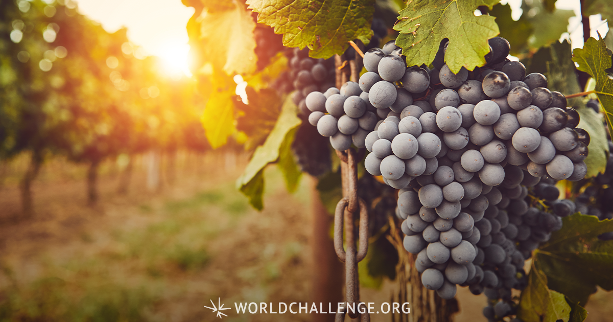 Elegidos para Dar Fruto | worldchallenge.org